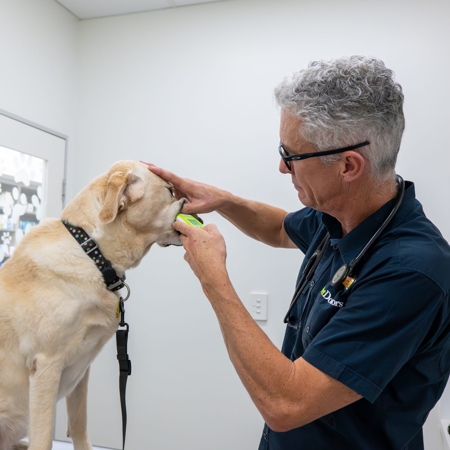 Pet Dentist Service - Pet Doctors
