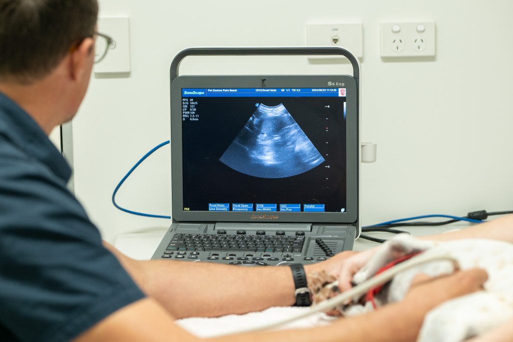 Pet Xray Ultrasound Gold Coast - Pet Doctors